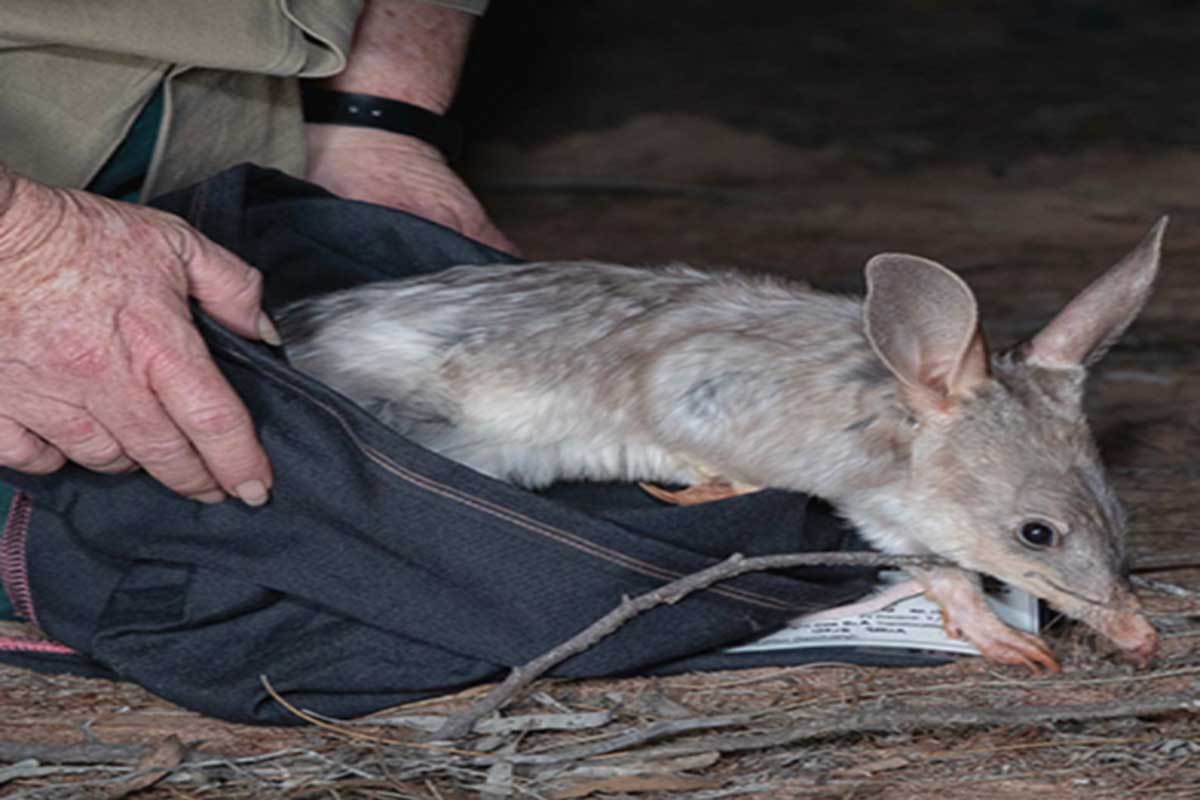Pilliga Bilbies up for the count | The Coonamble Times