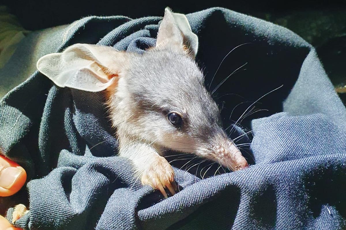 Bilby boom attributed to Pilliga safe haven | The Coonamble Times
