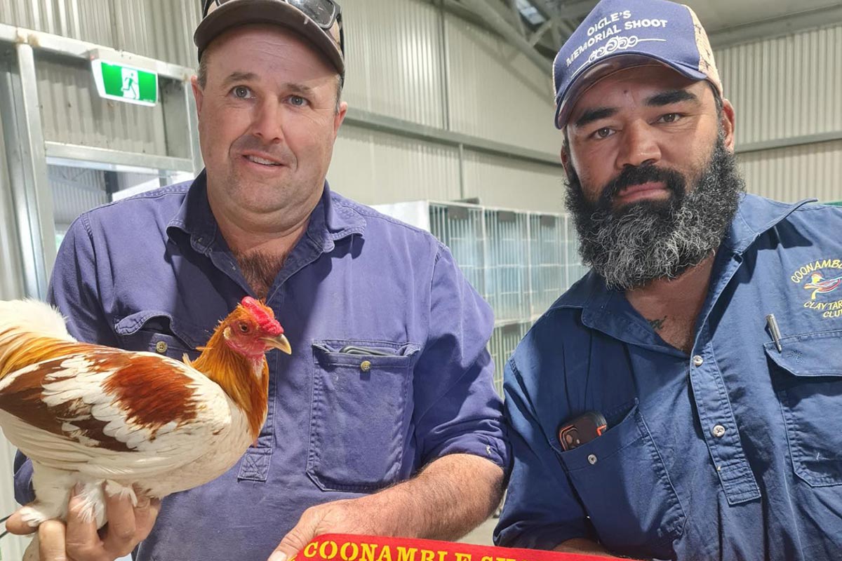 Buckley has the best cockerel in town | The Coonamble Times