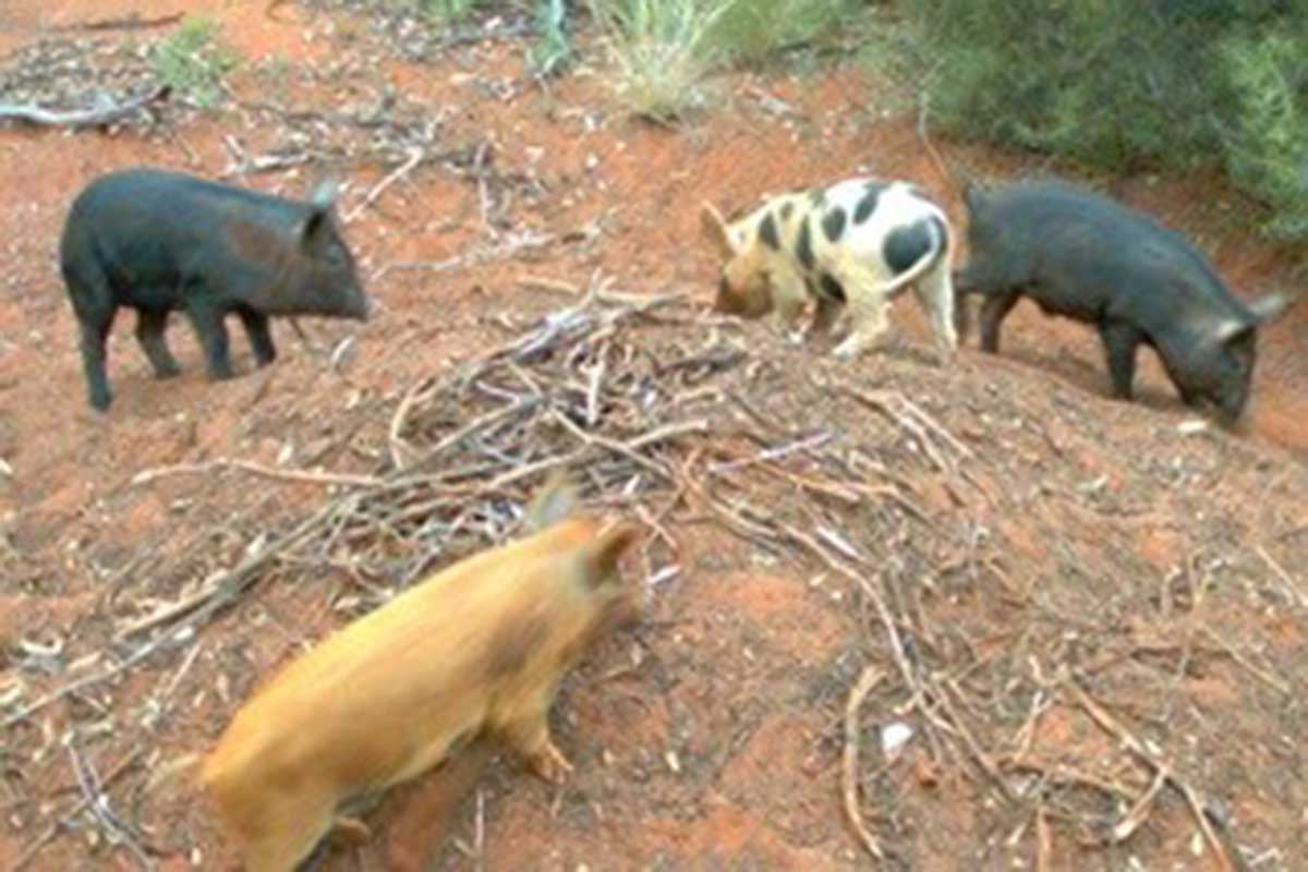 Farmers can't do this alone- call for united front in feral pig control | The Coonamble Times