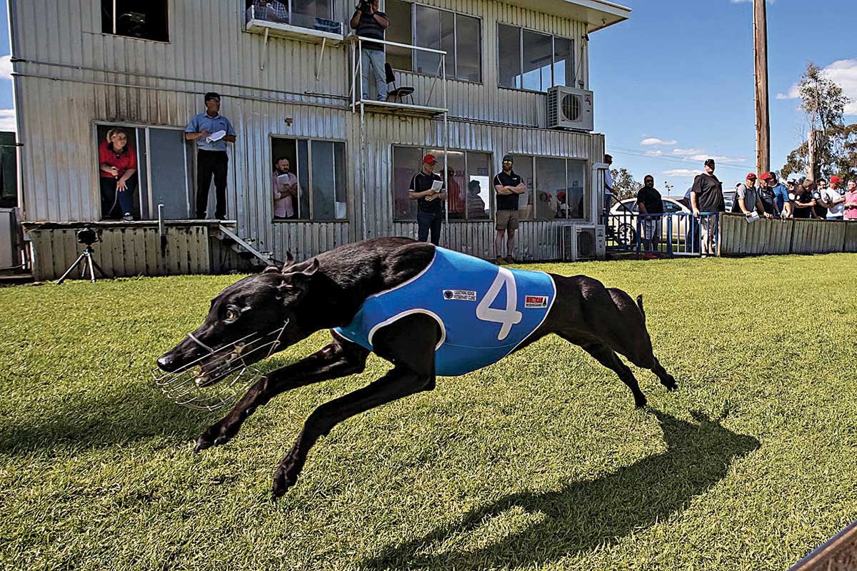 Getting excited for the greyhounds’ big weekend | The Coonamble Times
