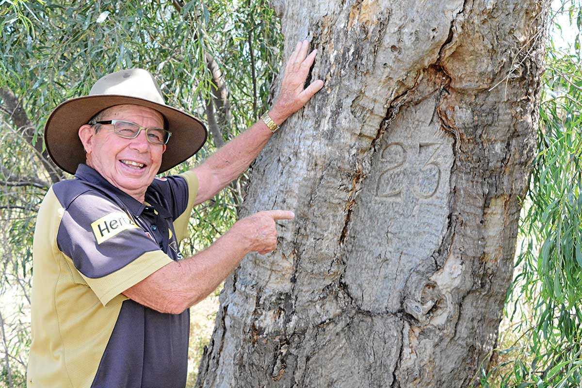 The ‘23 tree’ - mystery solved | The Coonamble Times