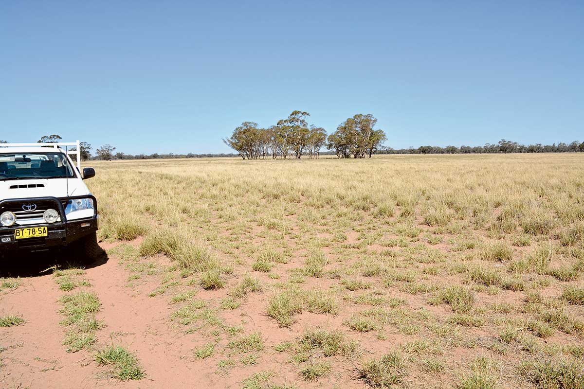 Buffel grass causes a kerfuffle | The Coonamble Times