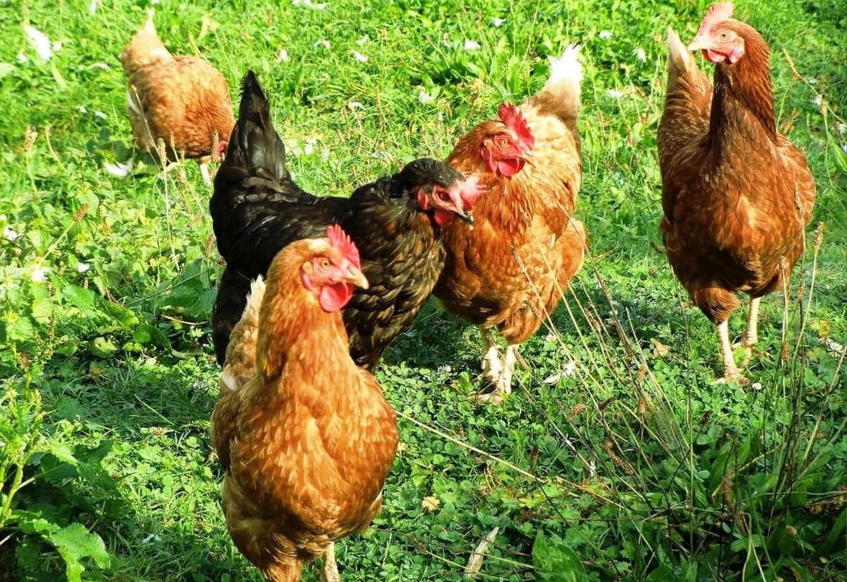 $7 million to fight bird flu | The Coonamble Times