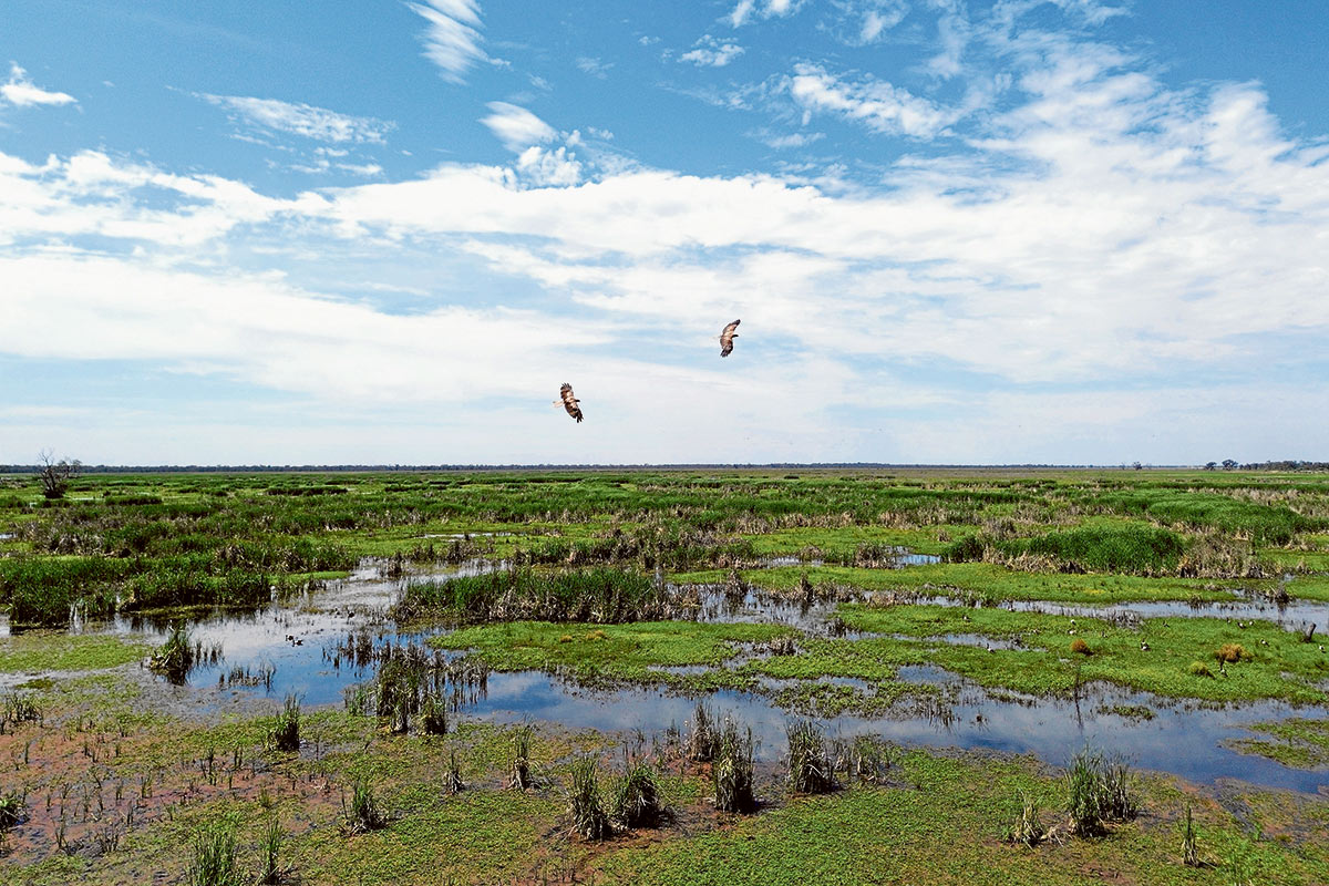 Just in time: Environmental flow returns to the Marshes | The Coonamble ...