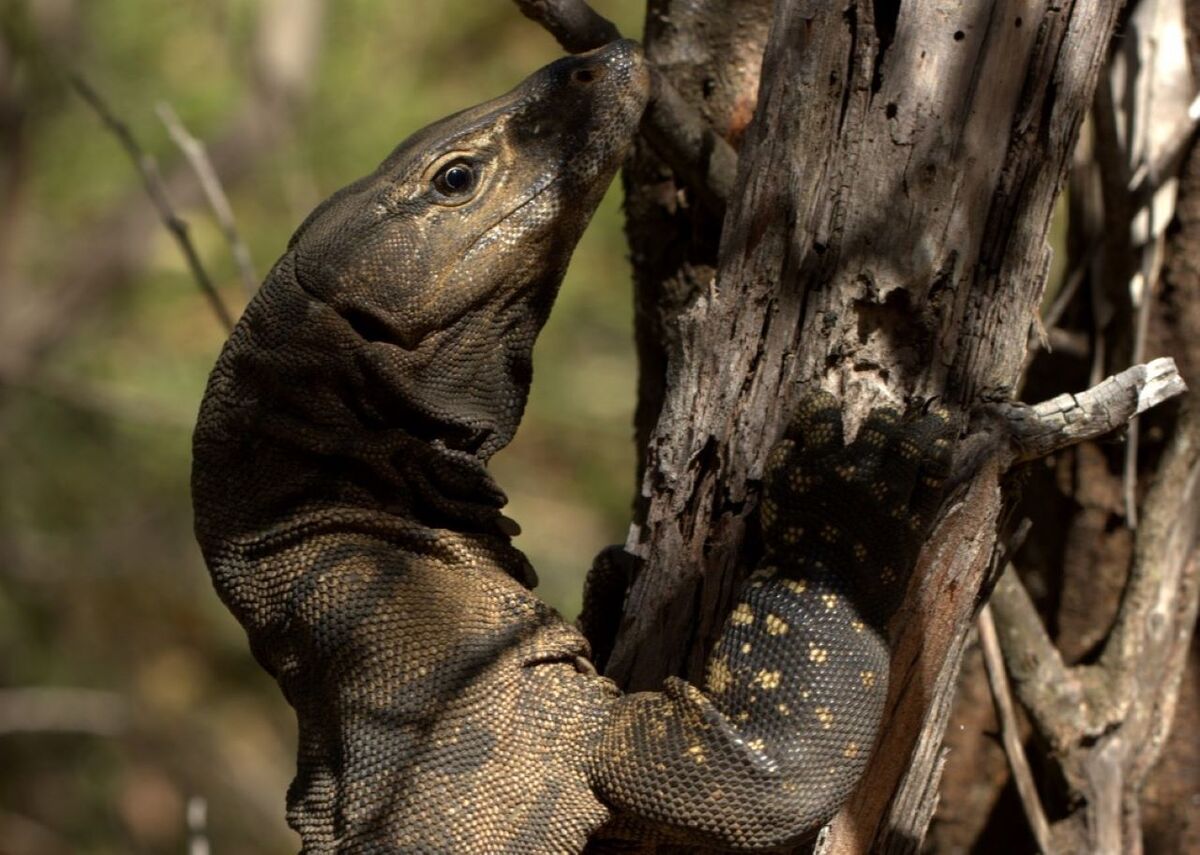 Baiting for the future of native animals and livestock | The Coonamble ...