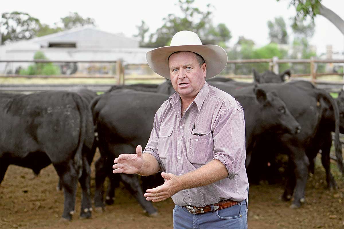 A pleasantly surprising March Cattle Sale | The Coonamble Times