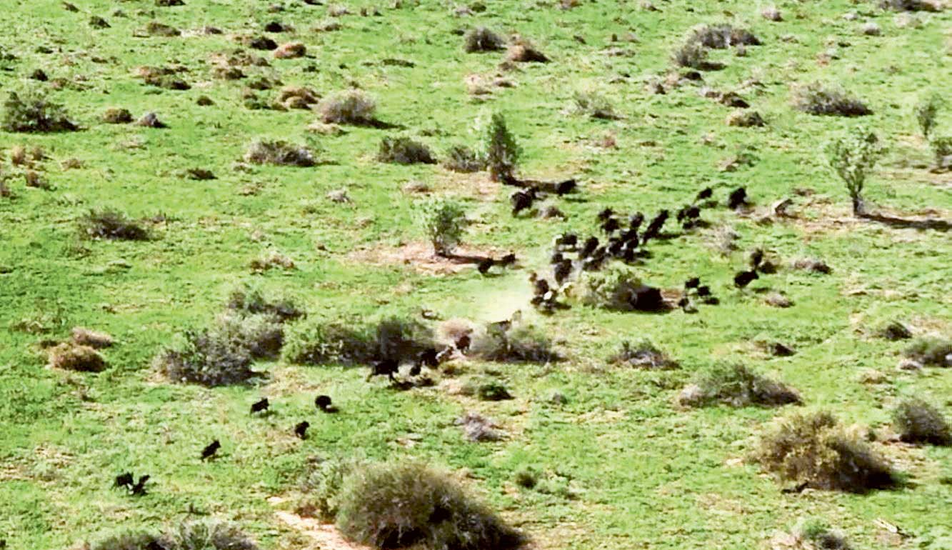 Record numbers for another aerial pig shoot | The Coonamble Times
