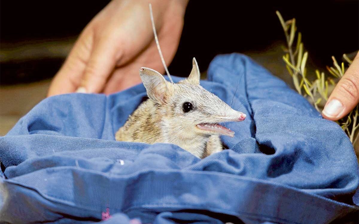 Conservation triumph in the Pilliga as Bandicoots rebound | The ...