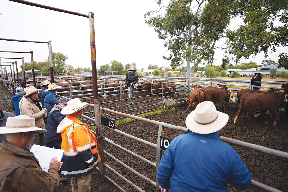 NSW leads with first Foot-and-mouth vaccine | The Coonamble Times