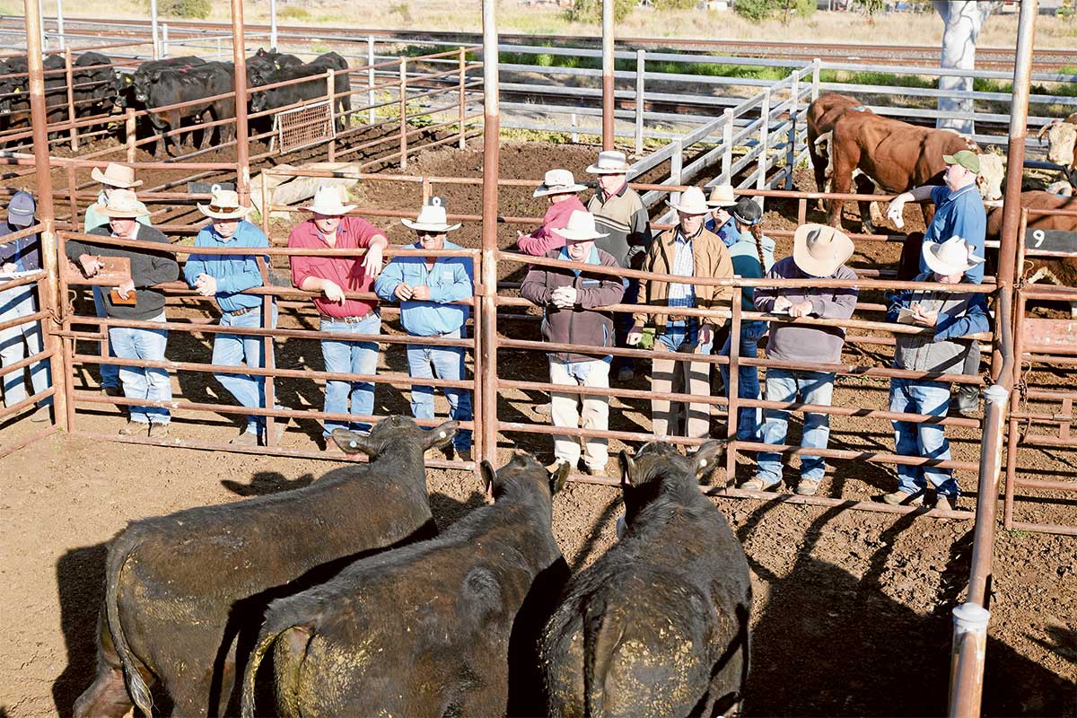 Good conditions and great competition at cattle sale | The Coonamble Times