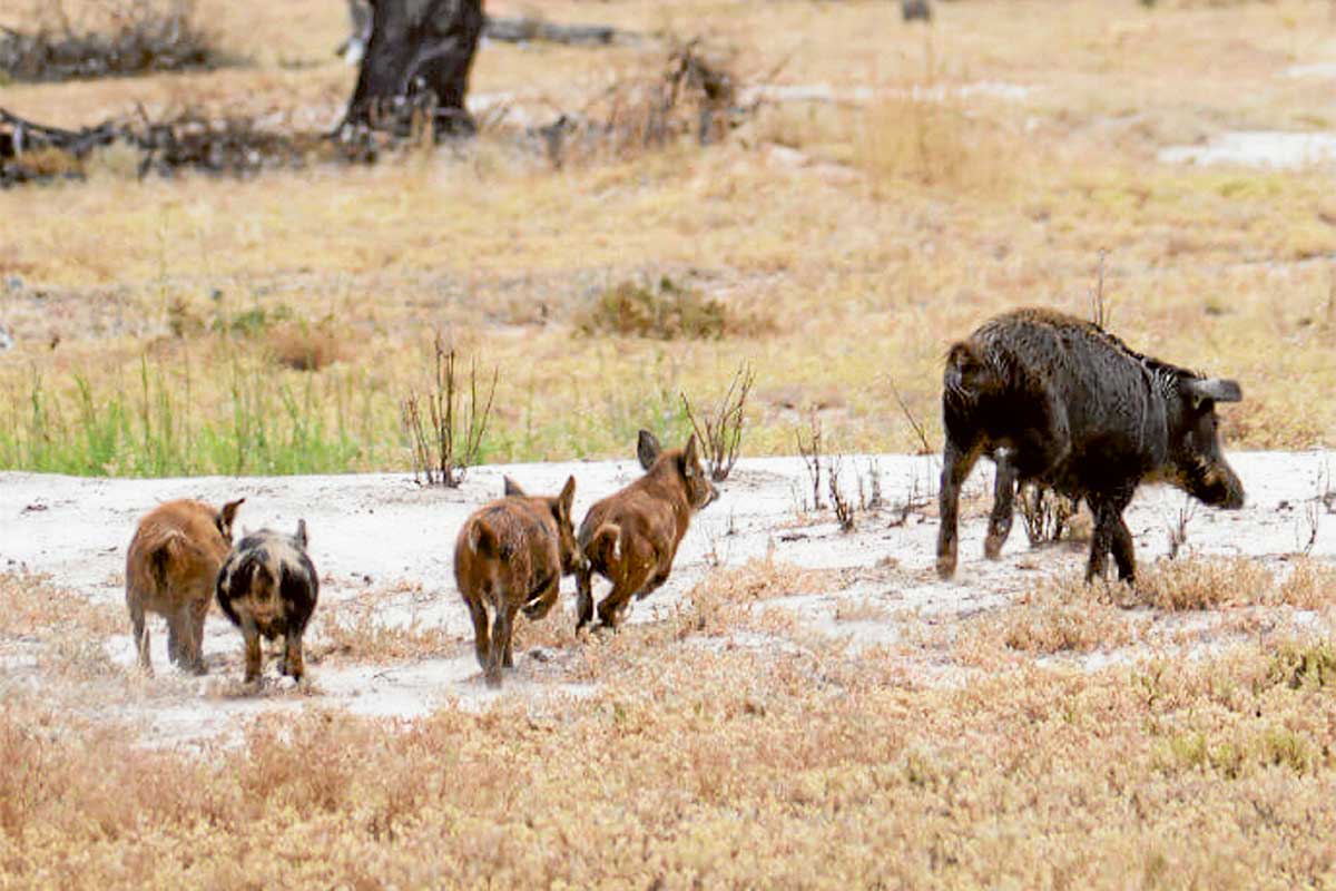 Local concerns about ‘snout bounty’ | The Coonamble Times