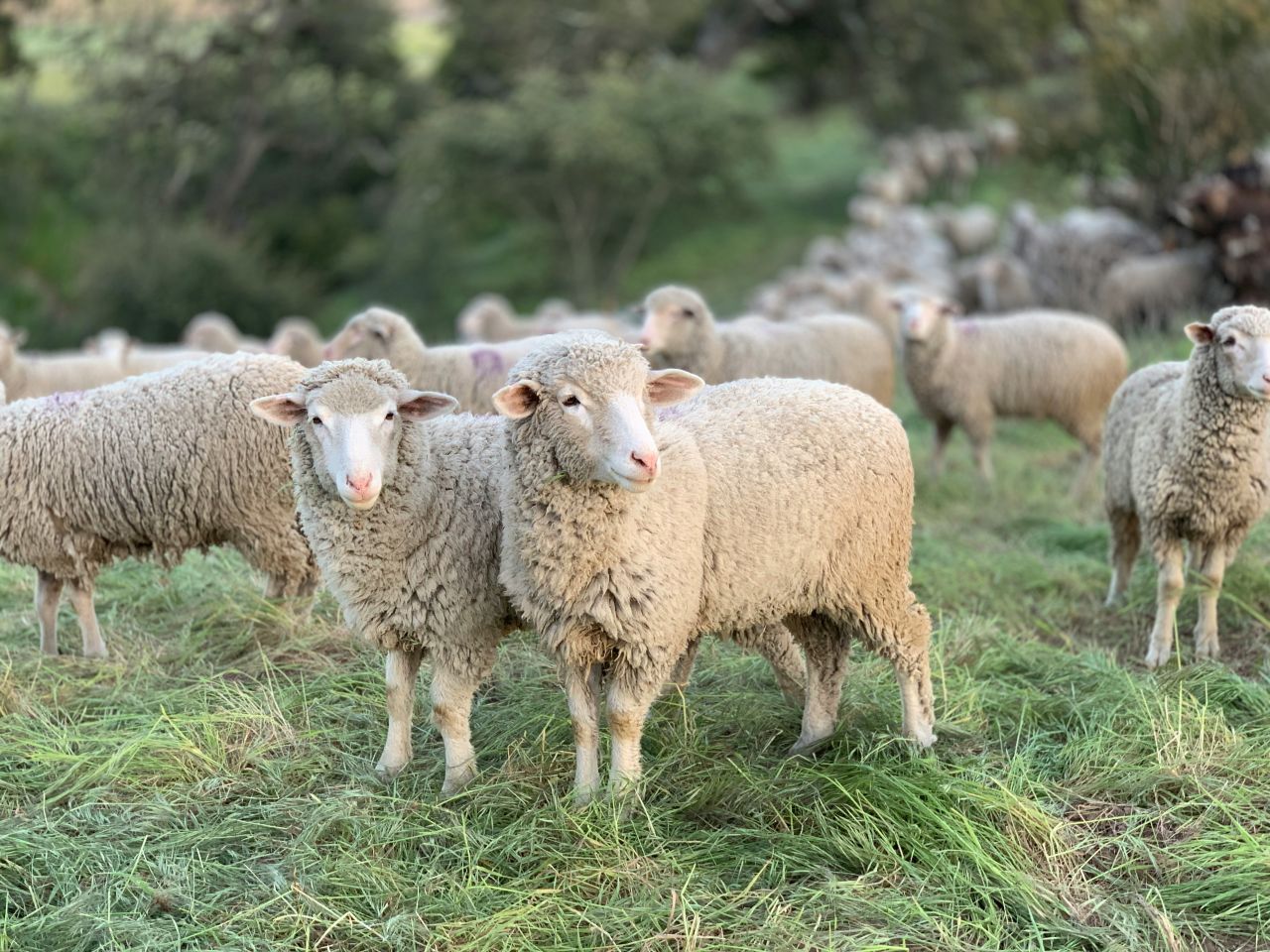 Wool industry and welfare groups unite in calls for national mulesing ...