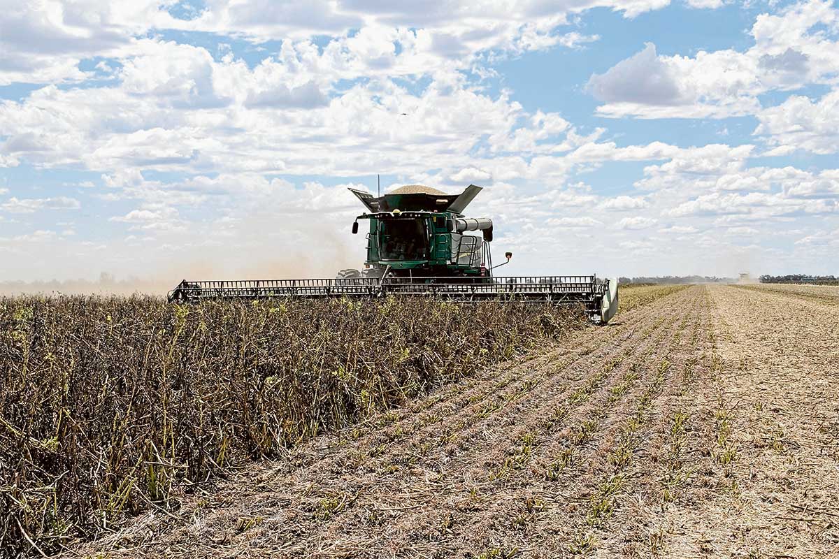 Harvest starts with faba and canola | The Coonamble Times